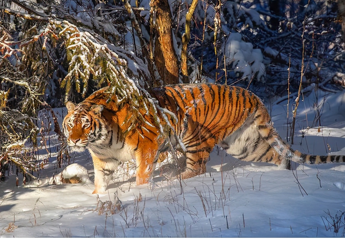 As the saying goes, "one pig, two bears and three tigers", why is the ...