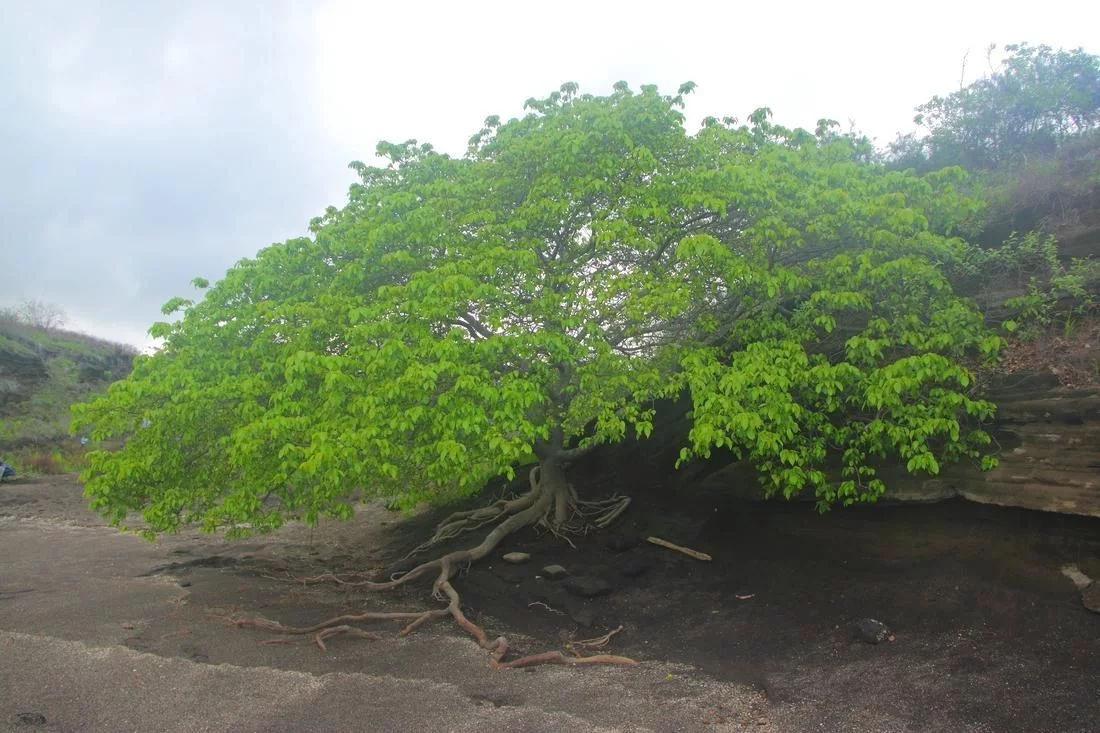 Poisonous guava tree in Florida, USA: The fruit is as green as an apple ...