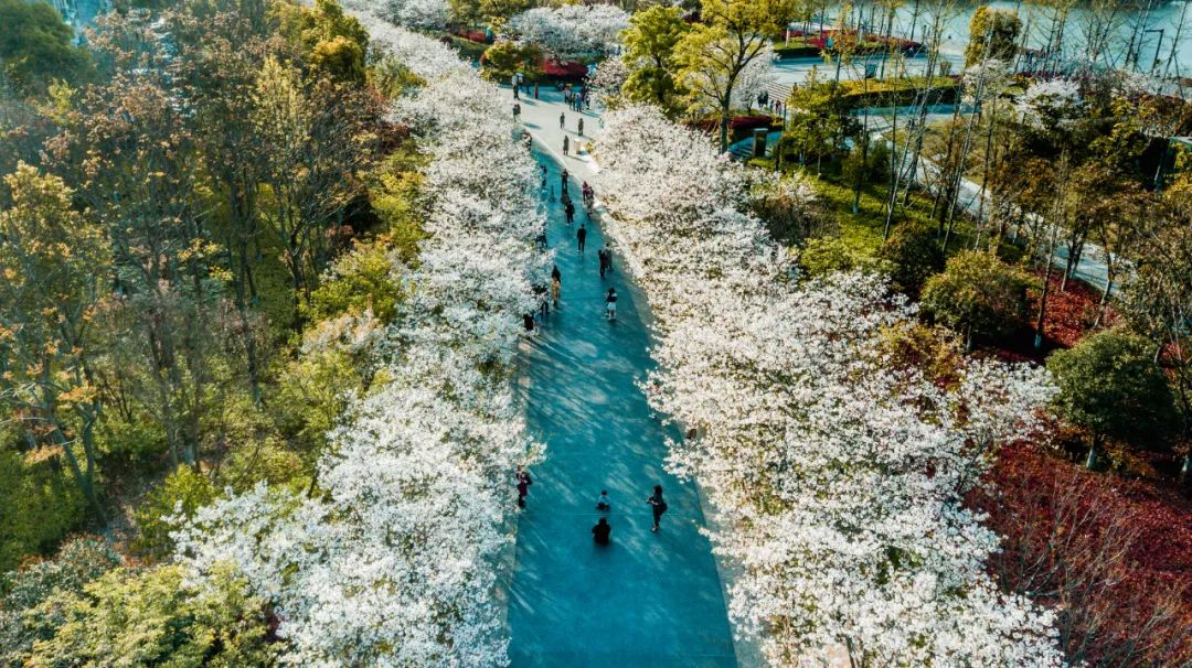 Come to Jinhua to a cherry blossom: When Hanfu meets cherry blossom, it ...