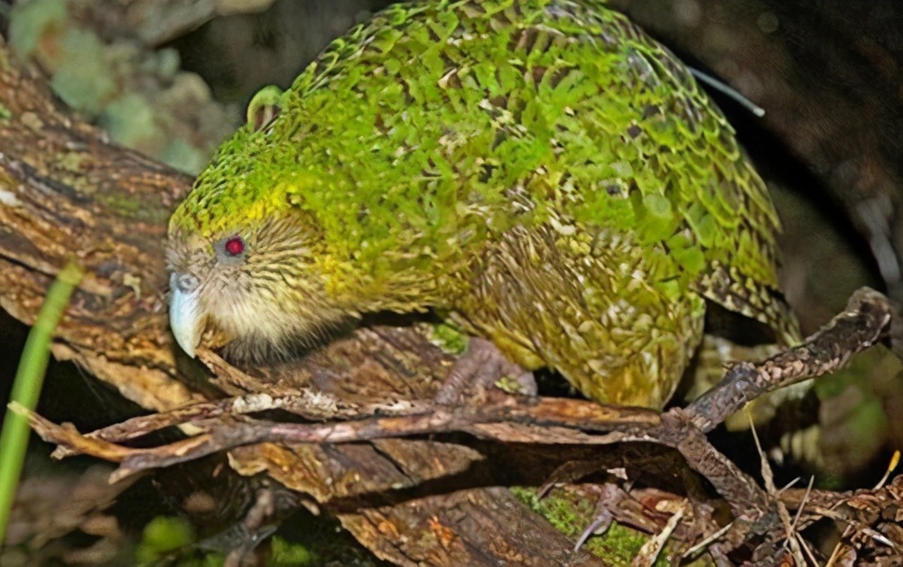 Kakapo: The dumbest parrot in the world, so stupid that he is almost ...