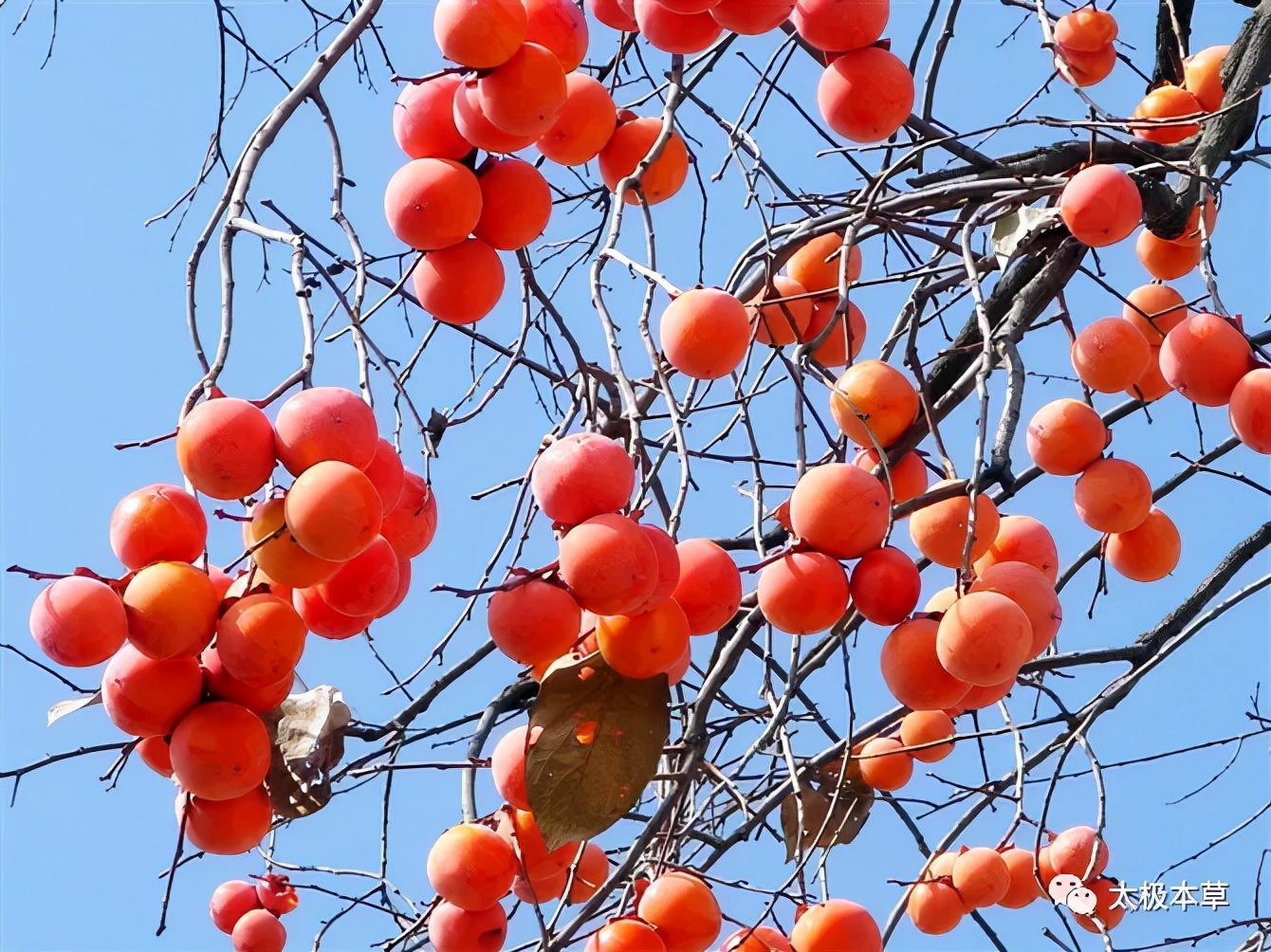 Persimmon tree, the whole body is a treasure, 13 ways to use, 5 kinds ...