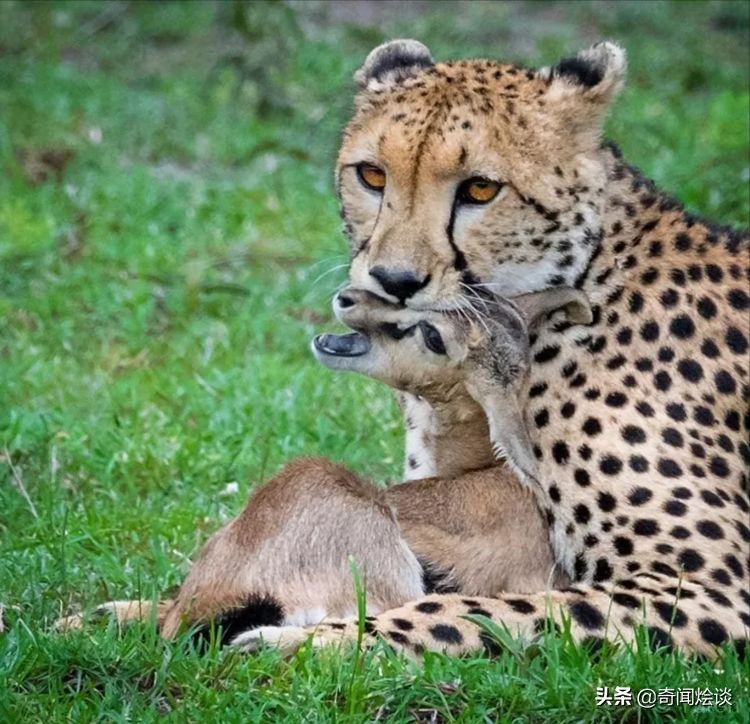 The moment when cruel animals prey and fight, the ruthless "beastness ...