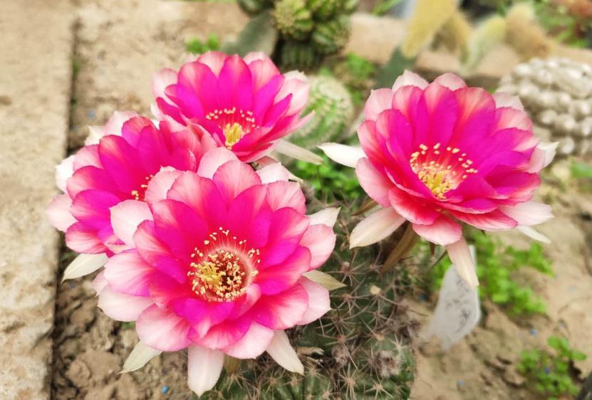 Choose 5 kinds of flowers in summer, they like the "big sun", the more ...