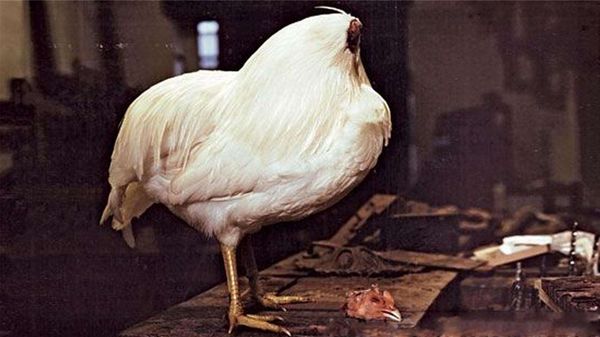 Headless chicken micro: lived in 18 months later, is famous for the ...