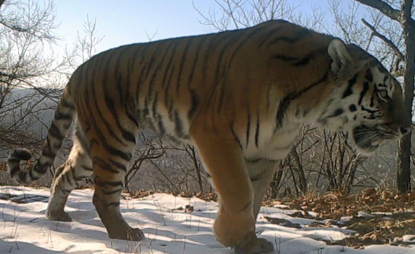 Transnational crime!The wild Siberian tiger "killed" 70 catties of rams ...