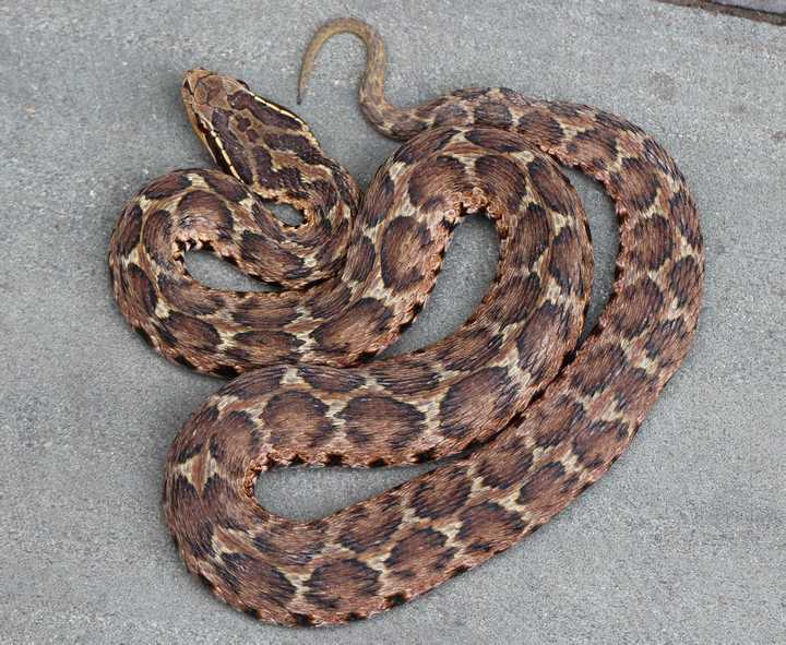 Notation for Yunnan Venomous Snake ~ Soldering Iron Head - iMedia