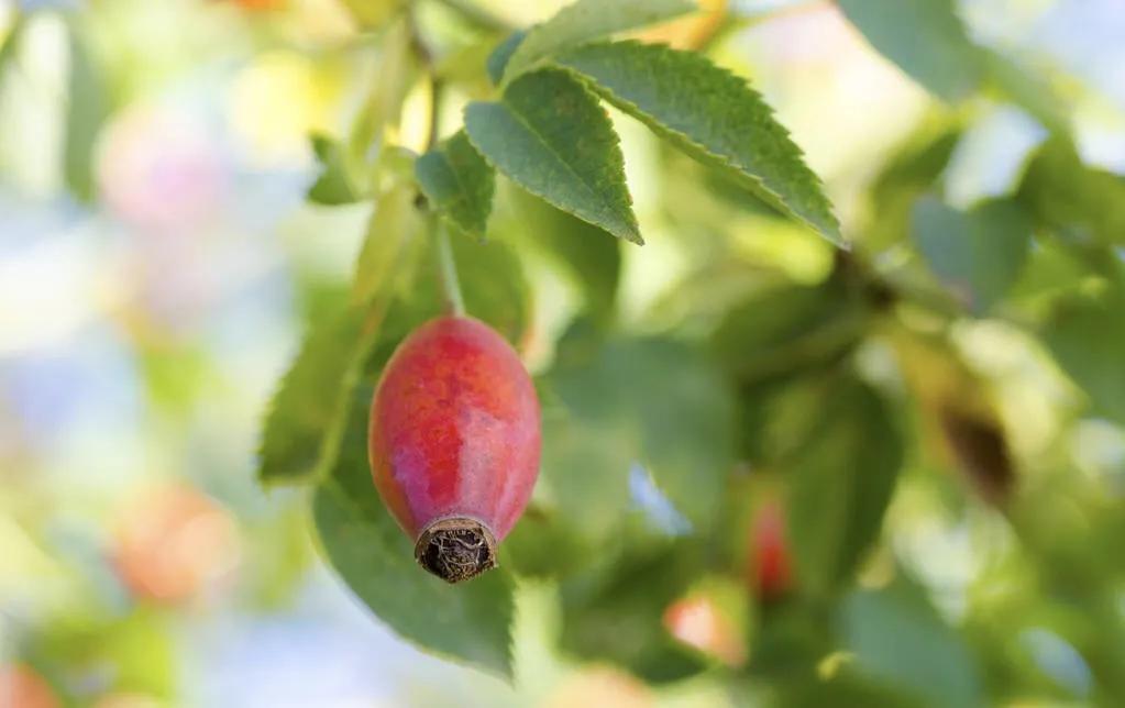 The warm autumn colors of Bailu, the moon, Ming and Qing leak - iNEWS