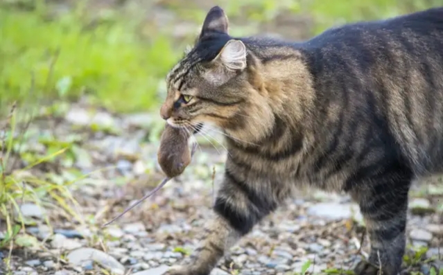 What kind of Chinese pastoral cat do you like best - iMedia