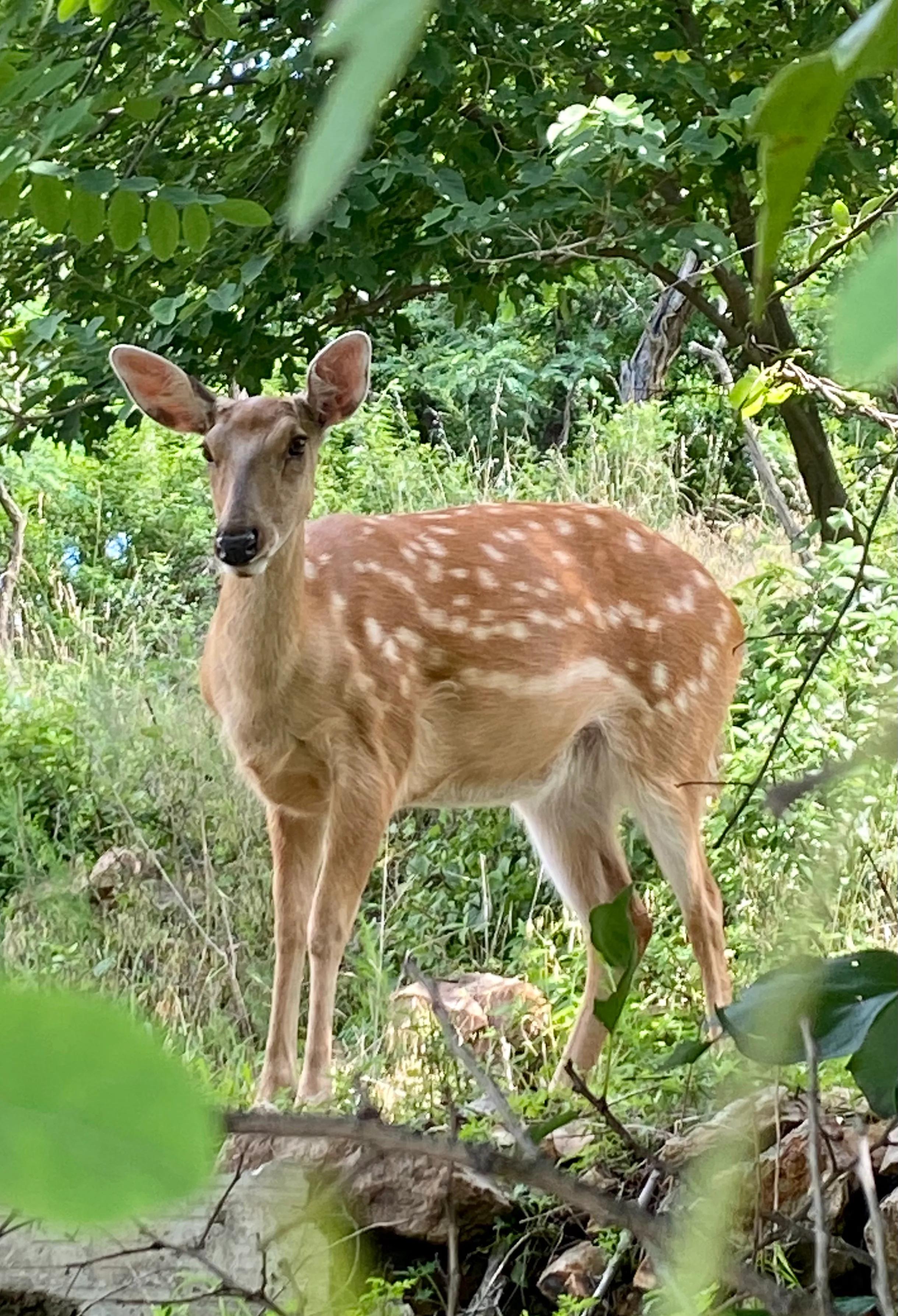 Damei Lotus Mountain - iNEWS