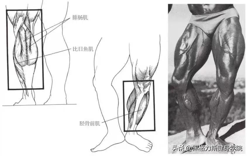 Is diamond calf too rare? In addition to being difficult to train, it ...