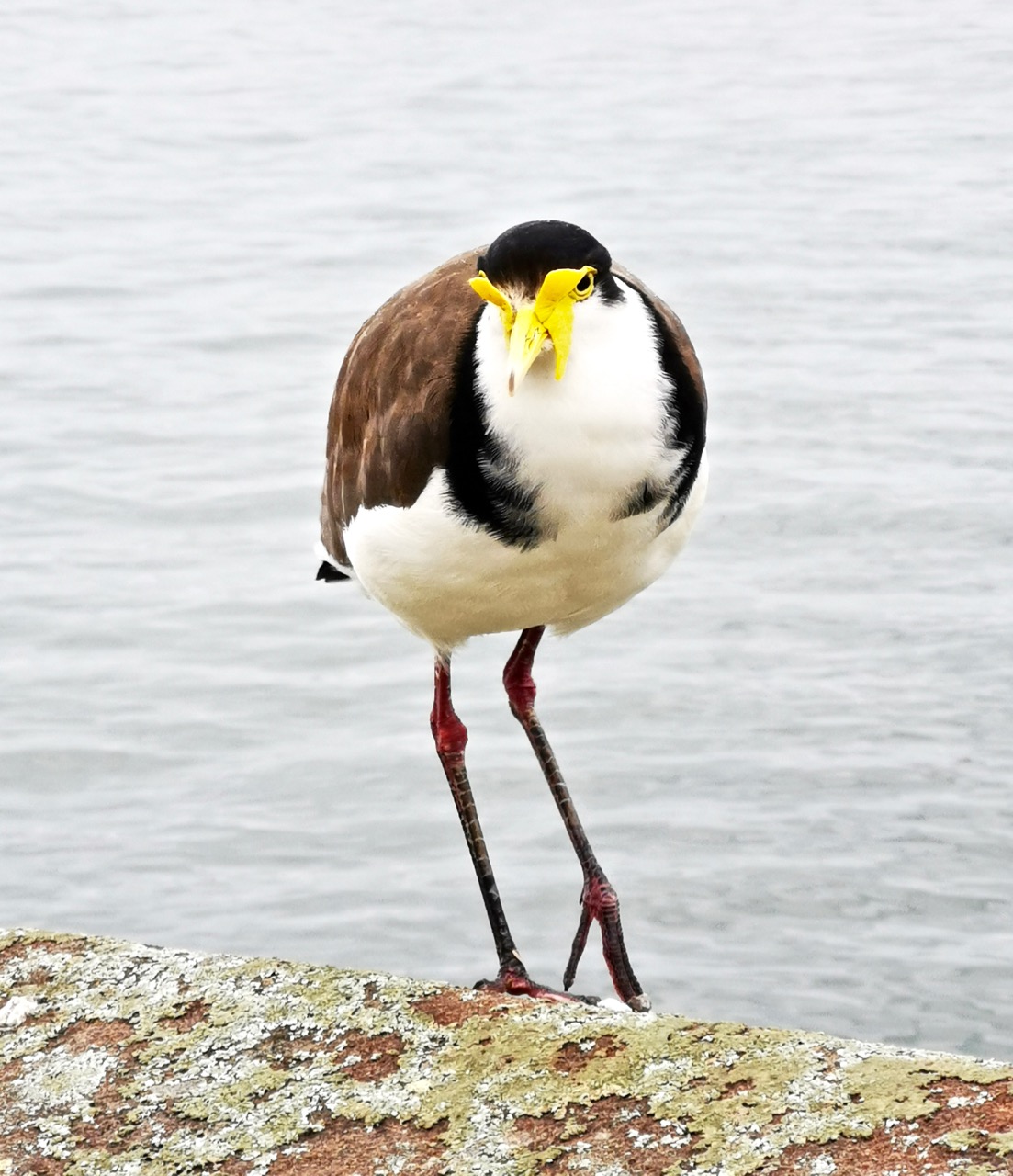 Australian durian bird with super distinctive looks - iNEWS