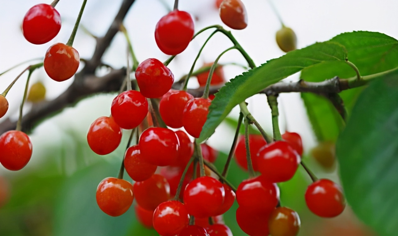 What is the little white worm that is soaked in cherries?Is it harmful ...