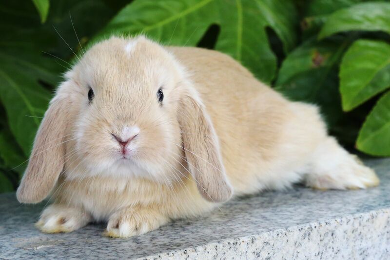 What to do if rabbits have small and soft stools? How to treat rabbits ...
