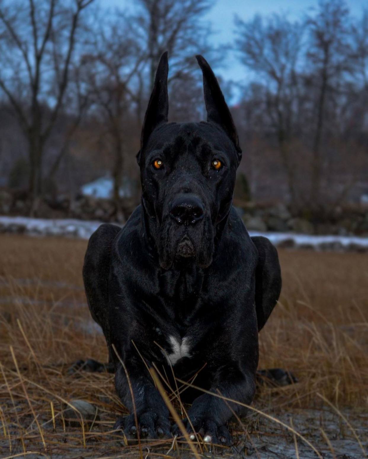 The 135 catty dog always looks serious and looks like a "bad dog". In ...