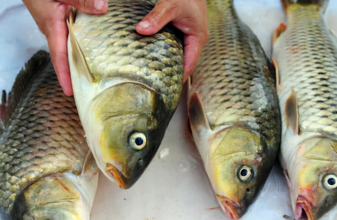 These 4 kinds of fish usually eat as little as possible, or it is not ...