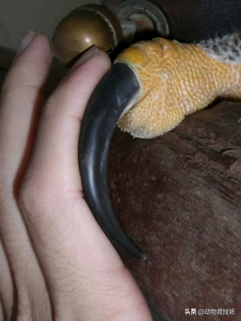 Africa's most ferocious raptor, with finger-length claws that easily ...