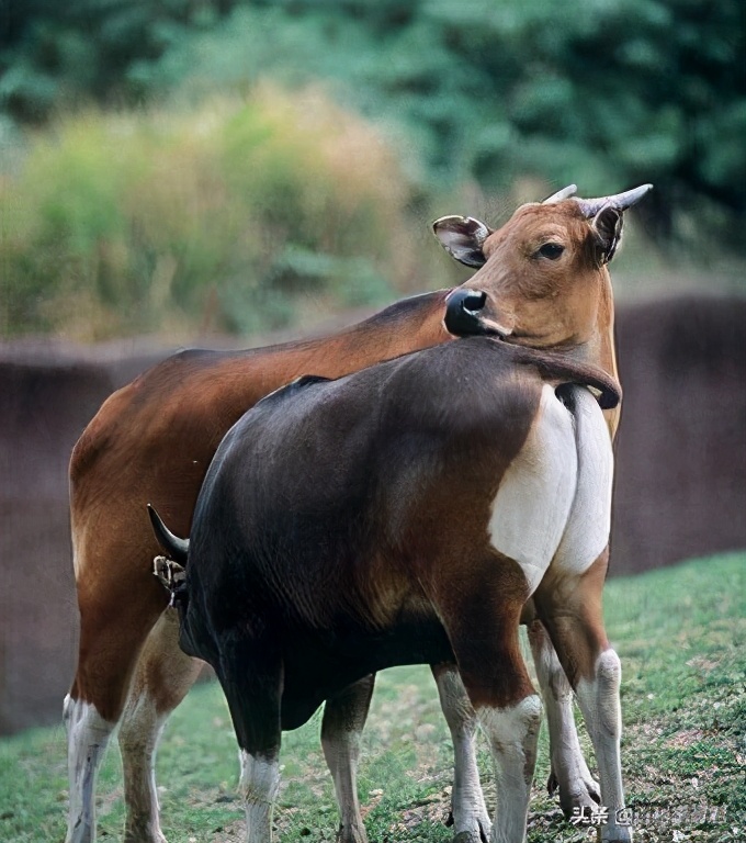 The year of the ox says ox: is there still white-rumped bison in China ...