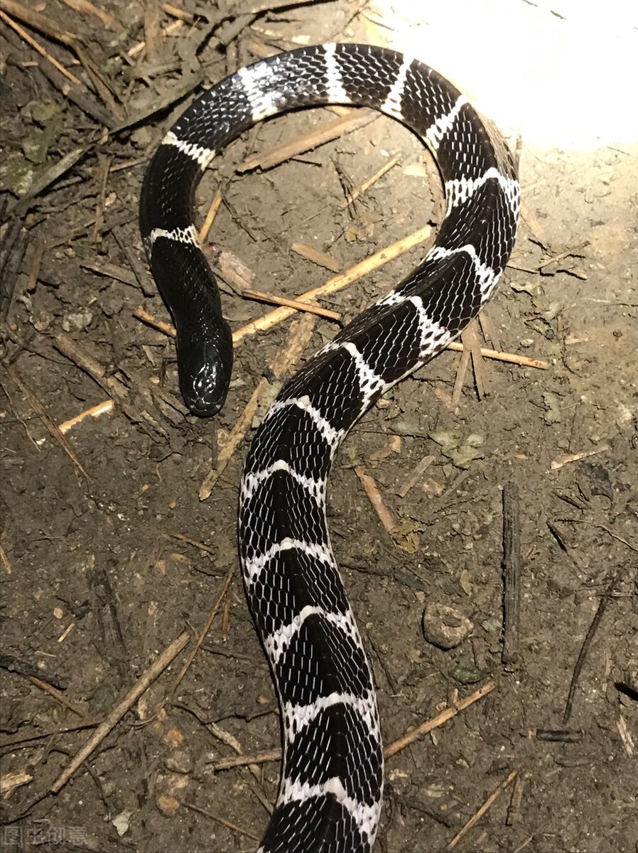 "Asian Grim Reaper" has a gentle personality?Don't provoke, Coral Snake ...