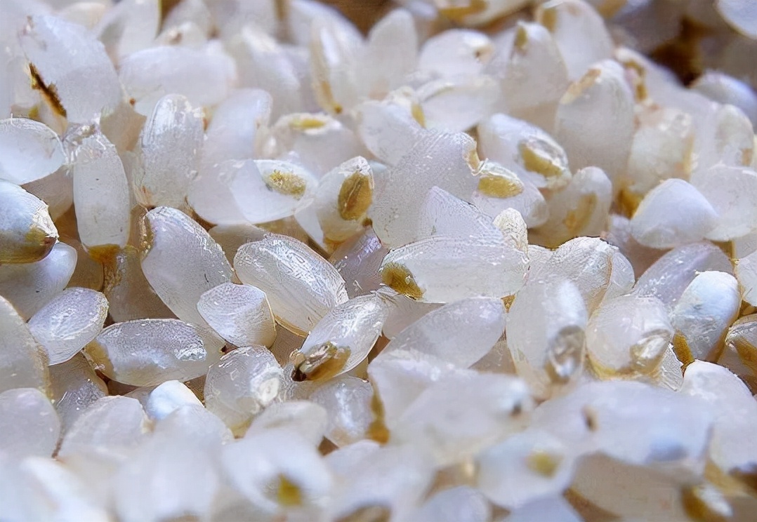 What is germ rice, what nutrients does germ rice contain, and what is ...