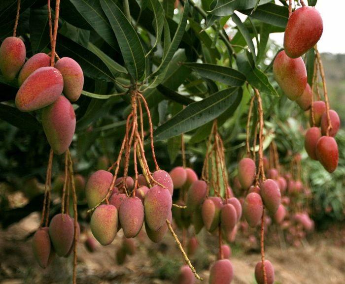 Inventory of the three major mango homes in China, where do you like to ...