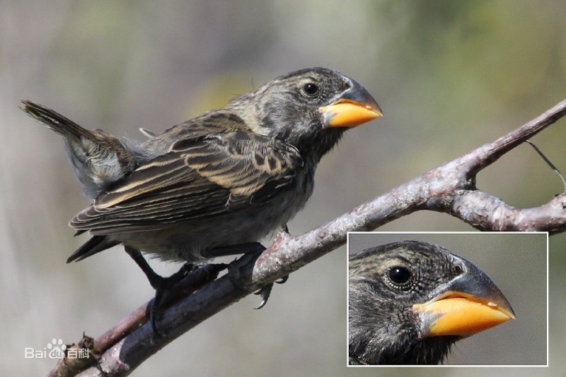 The "cute killer" who lives on blood-the sharp-billed finches - iNEWS