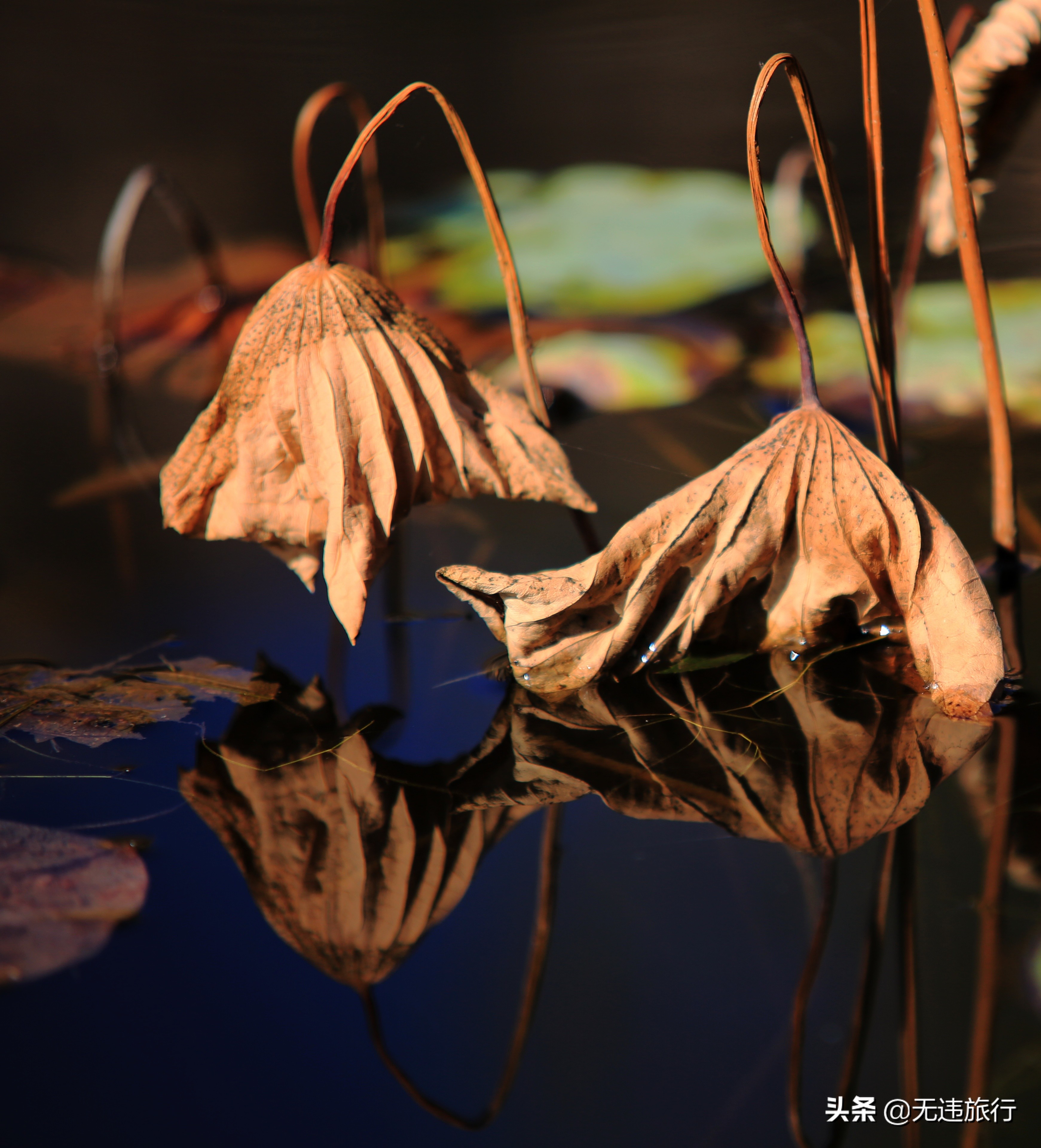 Dali Cangshan Botanical Garden: The garden is among the flowers, and ...