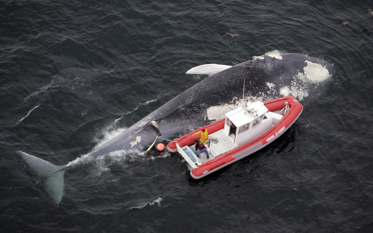 A blue whale eats 8 tons of krill a day. Why is the krill not extinct ...