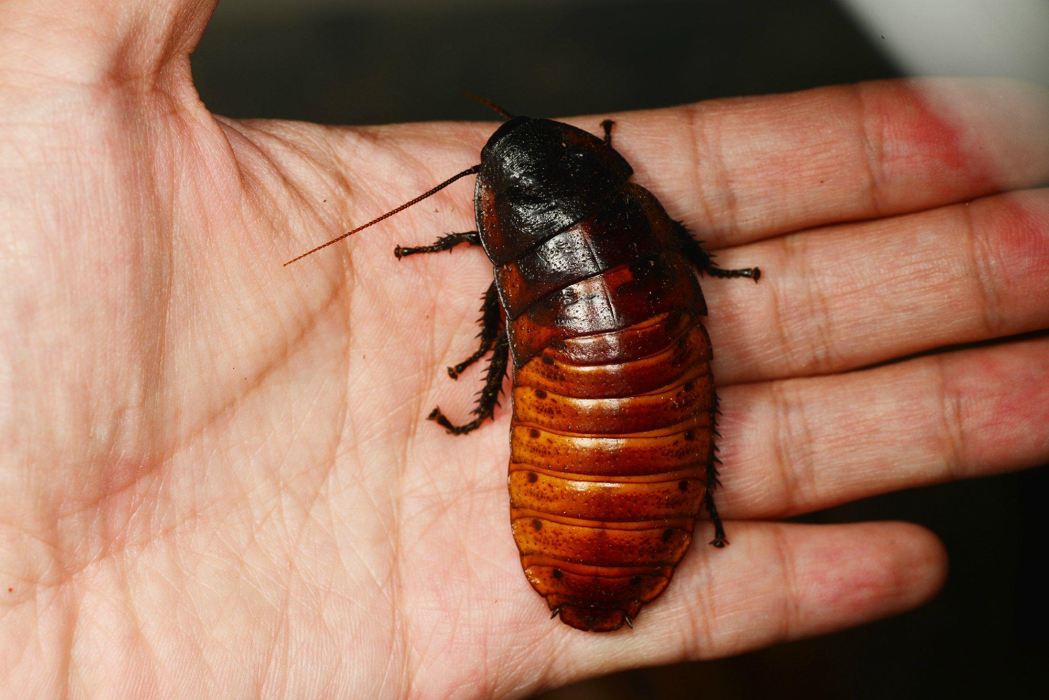 The Japanese with heavy tastes think that cockroaches are beautiful, so ...