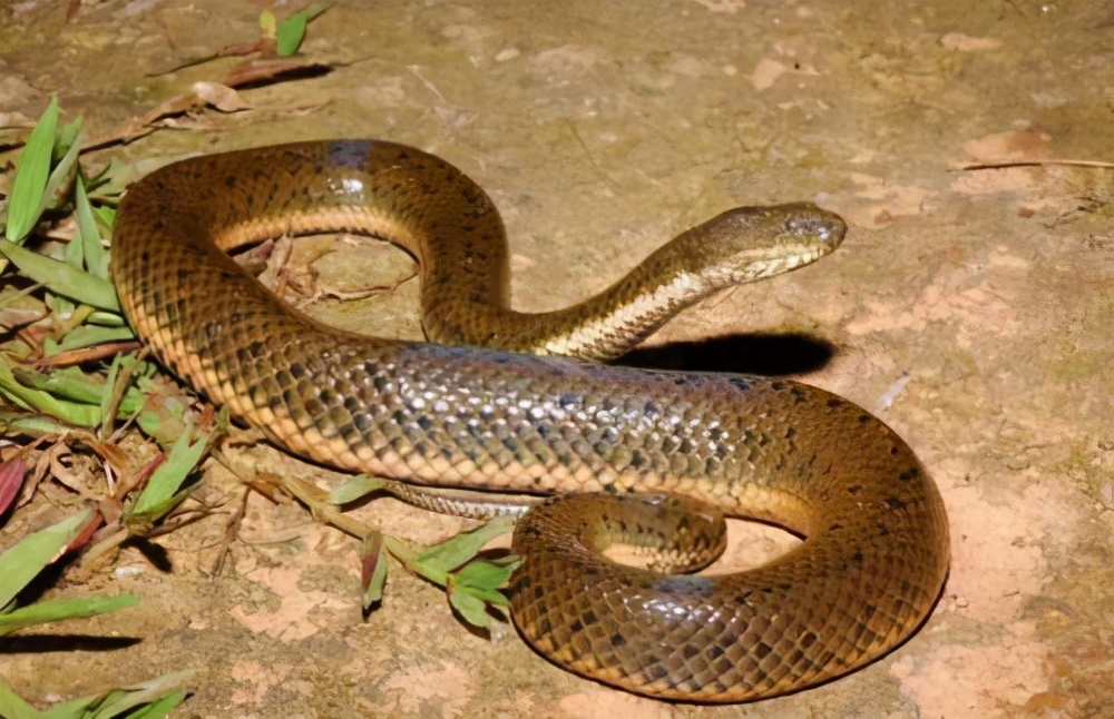 How many snakes have you seen common in rural areas?How toxic are they ...