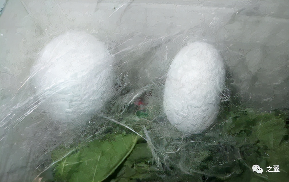 Be wary of "information cocoon rooms" - iNEWS