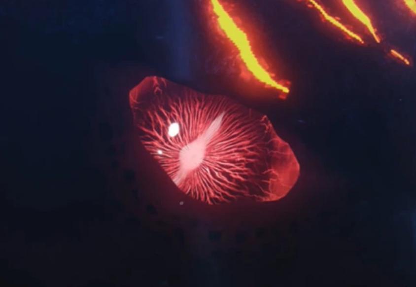 The sea spirit beasts all believe in the sea god, why did the Deep Sea ...