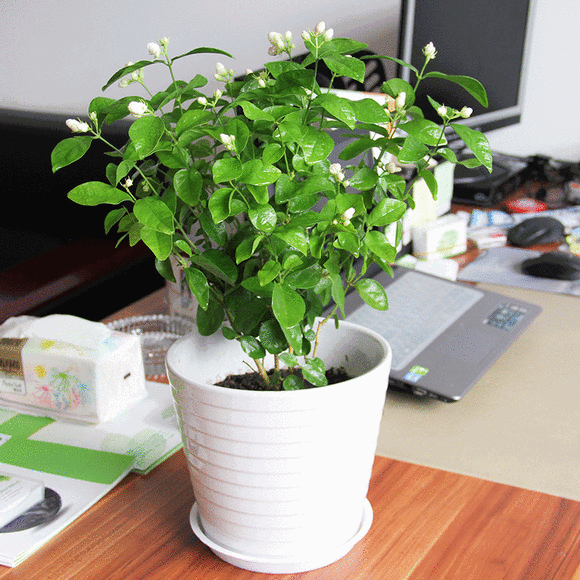 Raising jasmine in autumn, entering the "weak period", 5 "life-saving ...