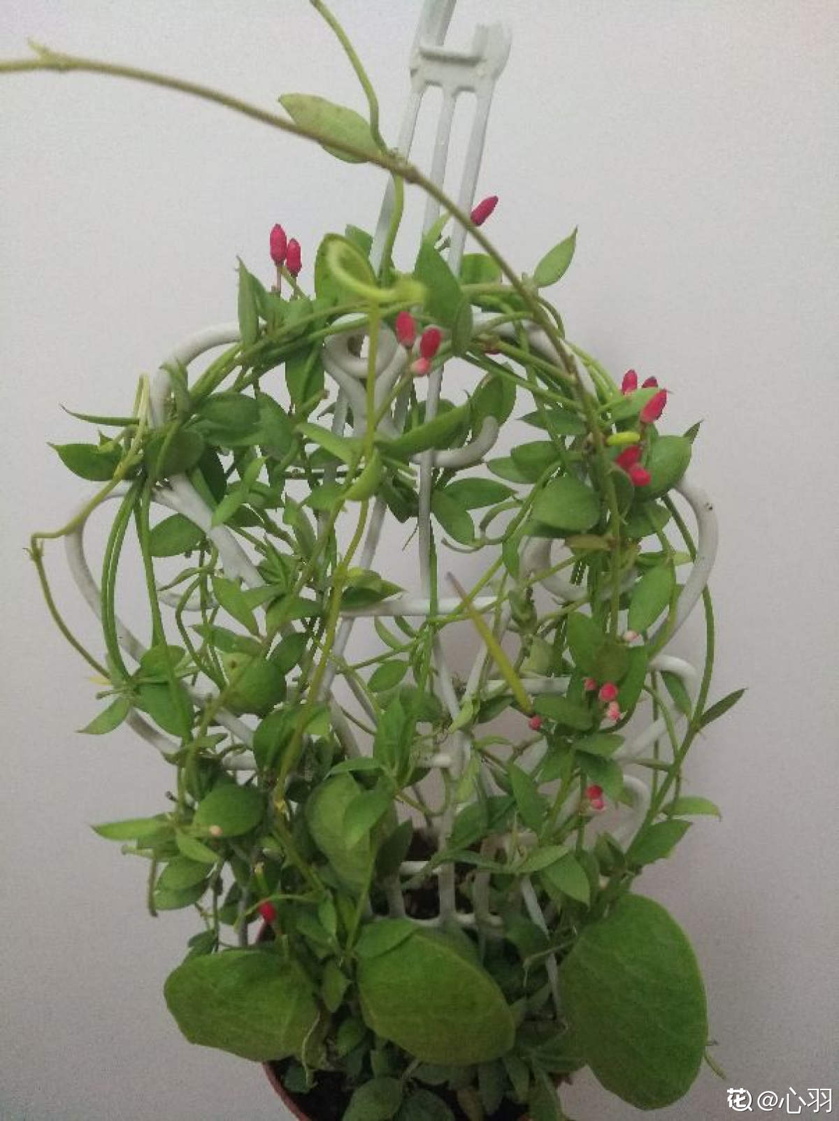 I keep a pot of "frog vine" at home, the leaves are a "little purse ...