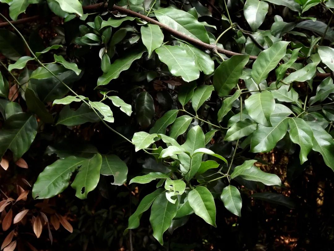 The flower of this plant is not a flower, and the fruit is not a fruit ...