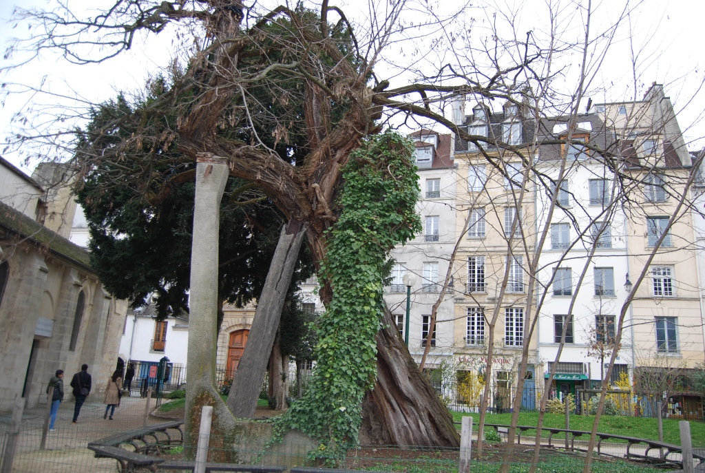 The oldest tree in Paris – Robinia tree in Place Rene Viviani - iNEWS