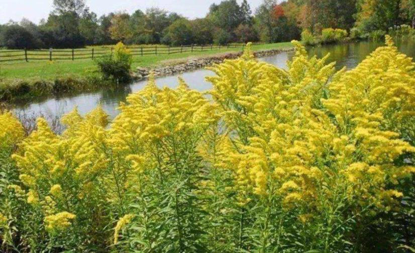 What is Solidago canadensis and why is it necessary to issue a "kill ...