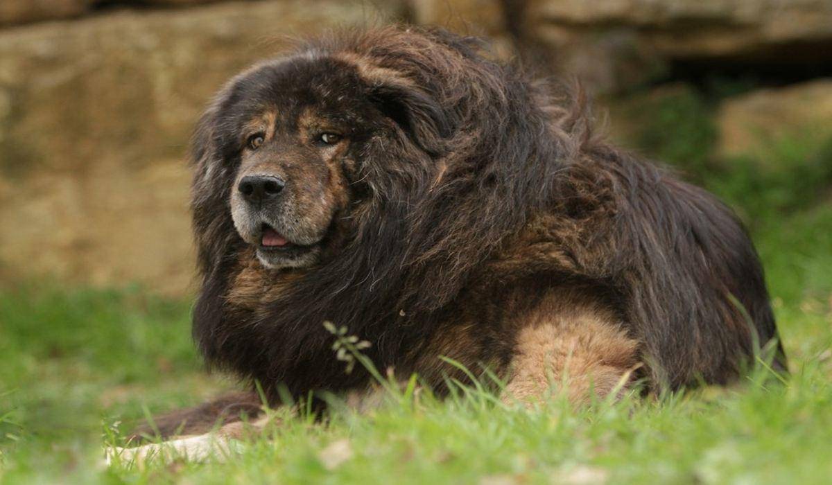 The underestimated "domestic beast", the Tibetan mastiff can fight ...