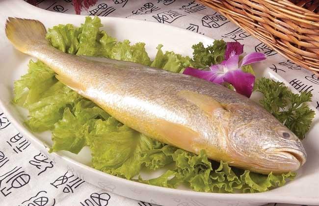 The difference between large yellow croaker and small yellow croaker ...