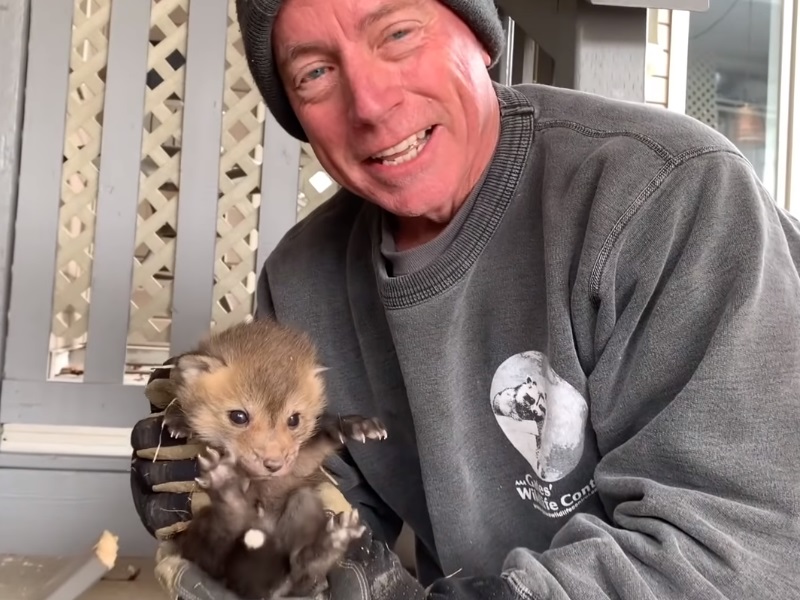 The rescue team took orders to rescue a stray fox, but unexpectedly ...