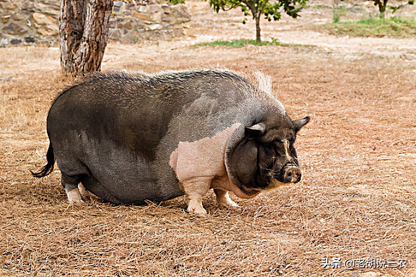 The rural saying: "When raising pigs, feed more pepper leaves, so that ...