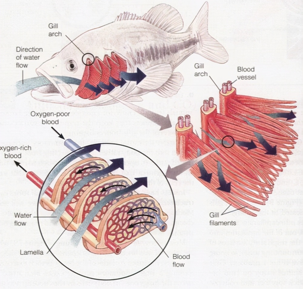 Scientists say that humans evolved from fish, so what evidence still ...