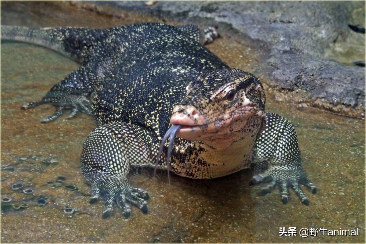 The five-clawed dragon is the symbol of the emperor. What is the Yunnan ...