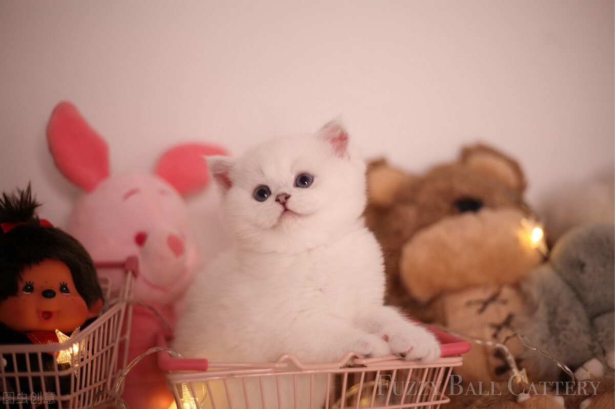 From these aspects of the golden point cat, judge whether the breed is ...