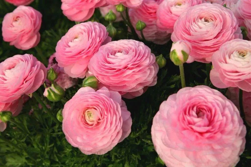 2 yuan of "rotten grass roots", planted a bunch of "flower peonies ...