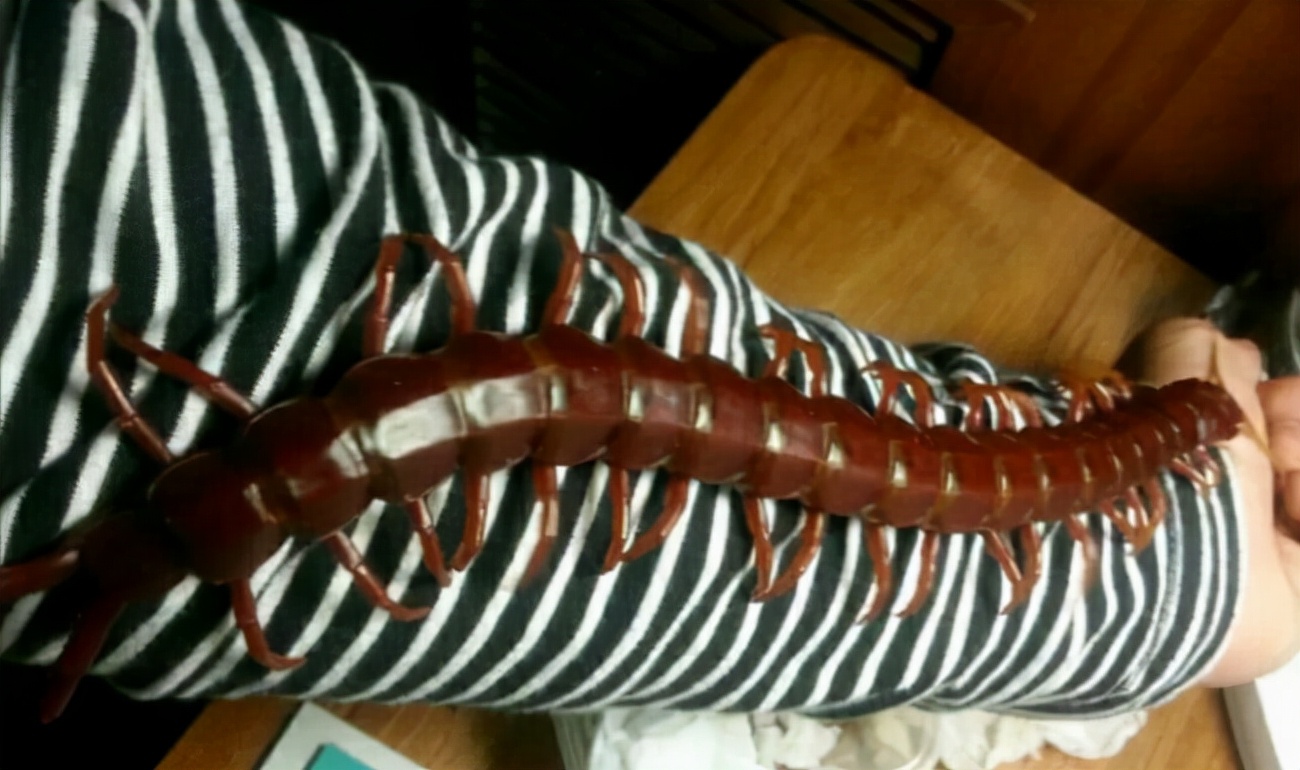 Giant Centipede Galapagos Giant Centipede - iNEWS