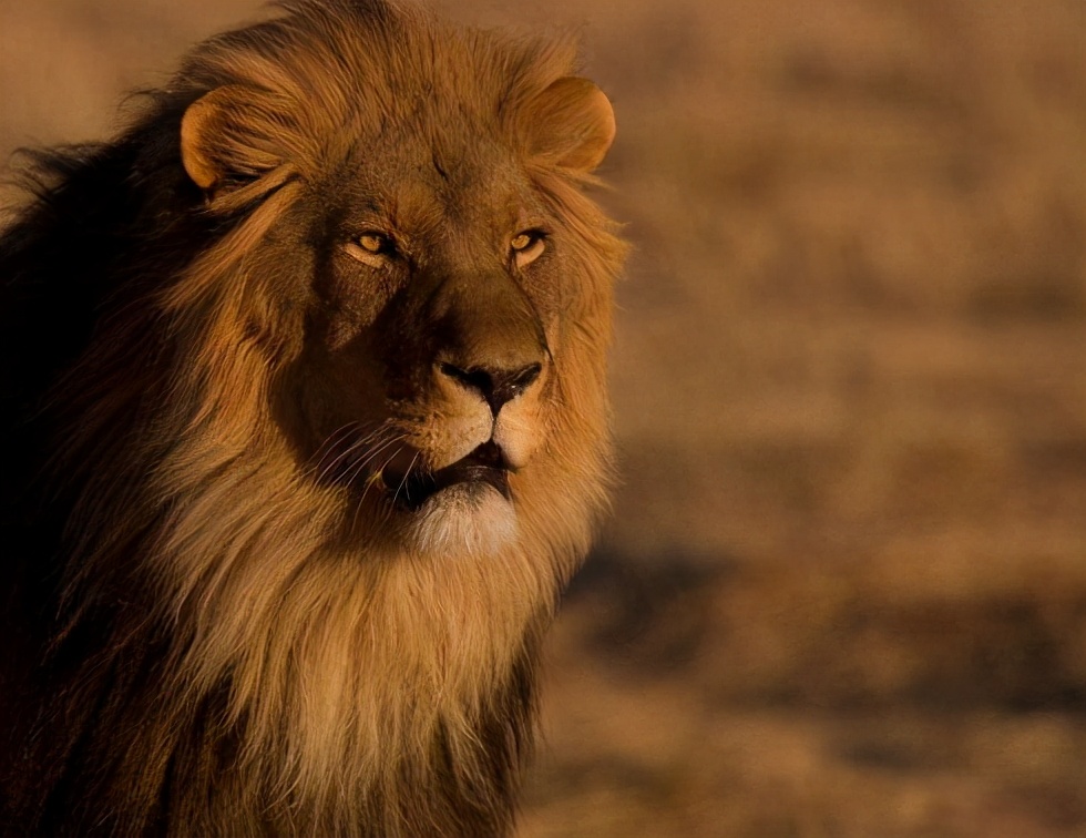 The captain of the disabled lion king, became famous in his childhood ...