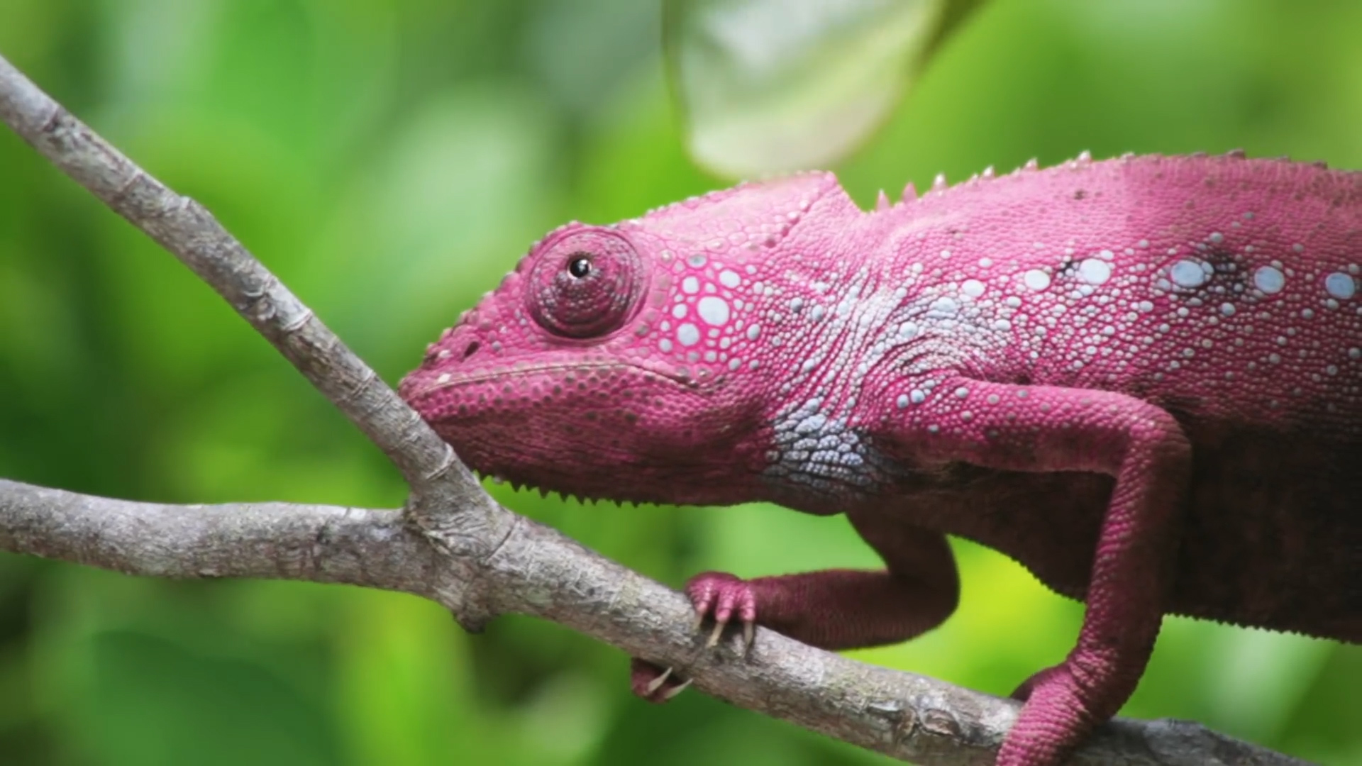 Will a chameleon become transparent when exposed to water?How does it ...