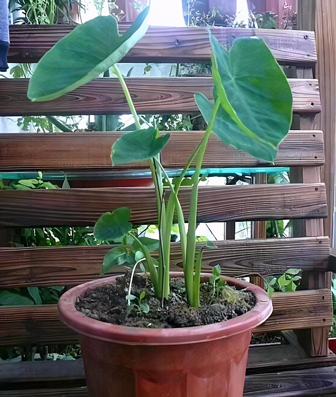 To deal with "formaldehyde and benzene", just raise a pot of ...