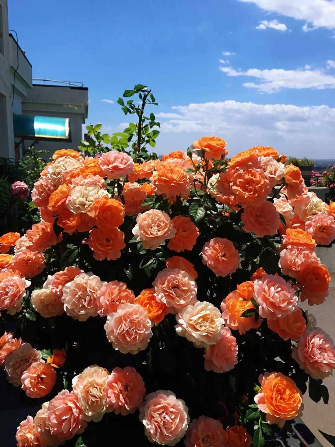 5 kinds of rich and noble flowers, no matter how poor you are, you must ...