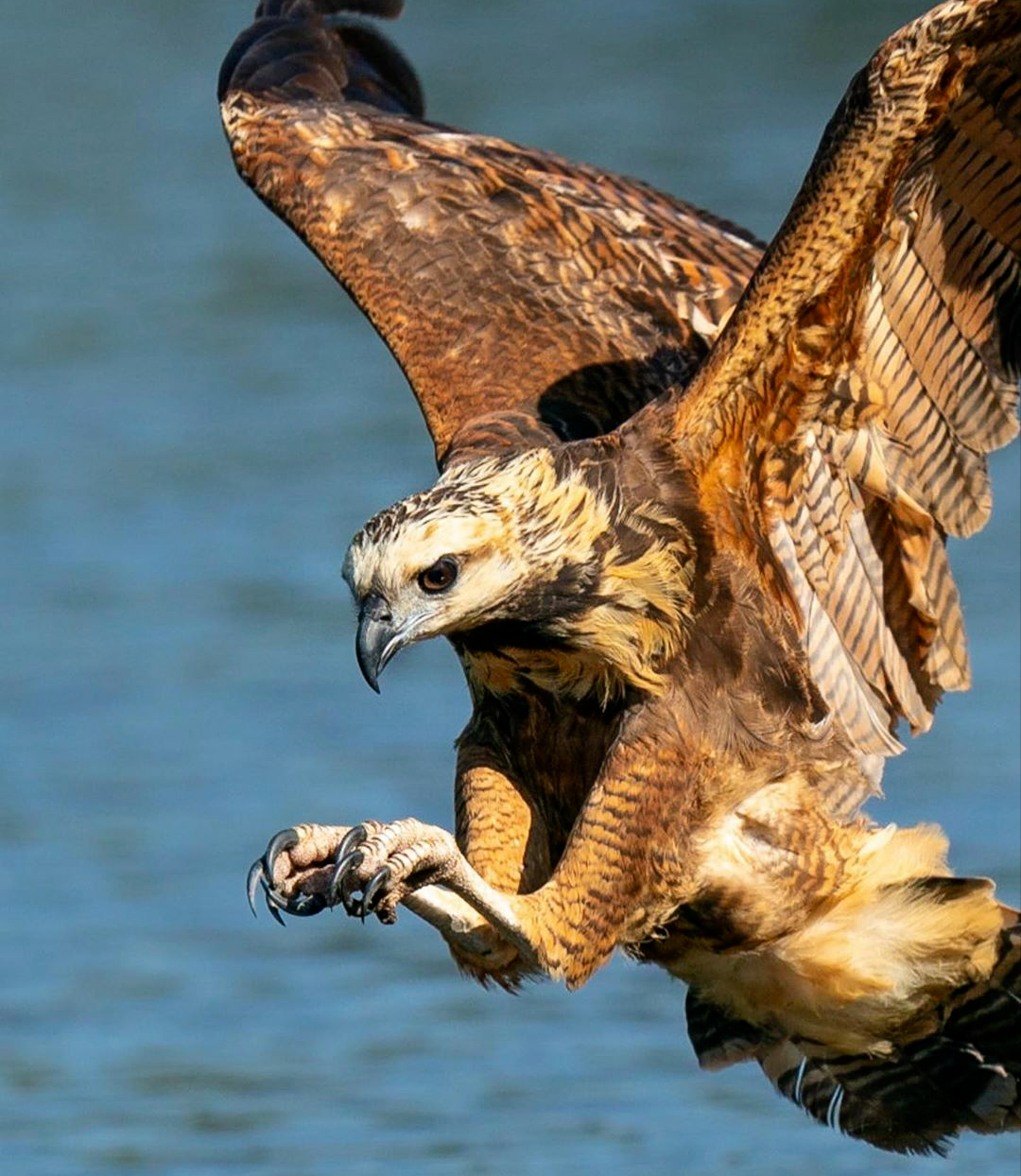 The animal's predation was tragically captured, and the animal world ...